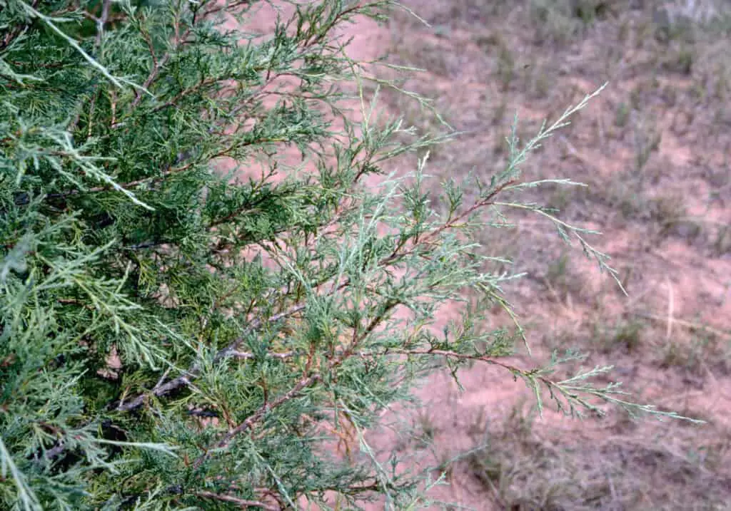 Wichita Blue Juniper Problems, Common Diseases, Grow & Care