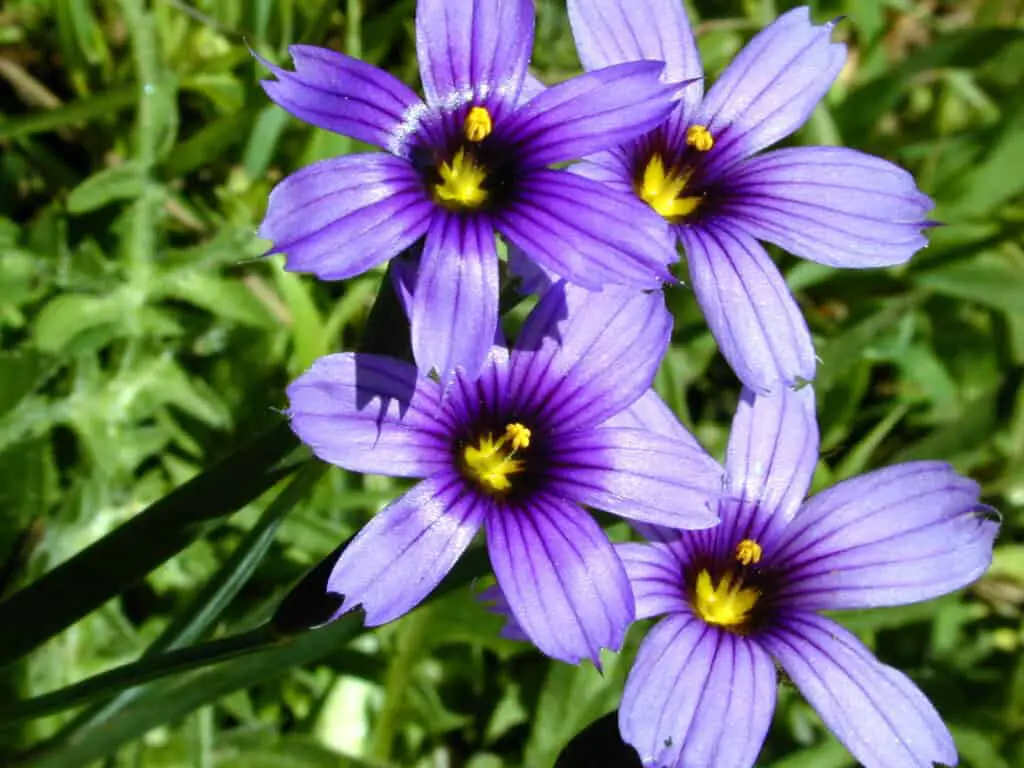 Blue Eyed Grass - How to Grow , Care , Where to Plant (Sisyrinchium)