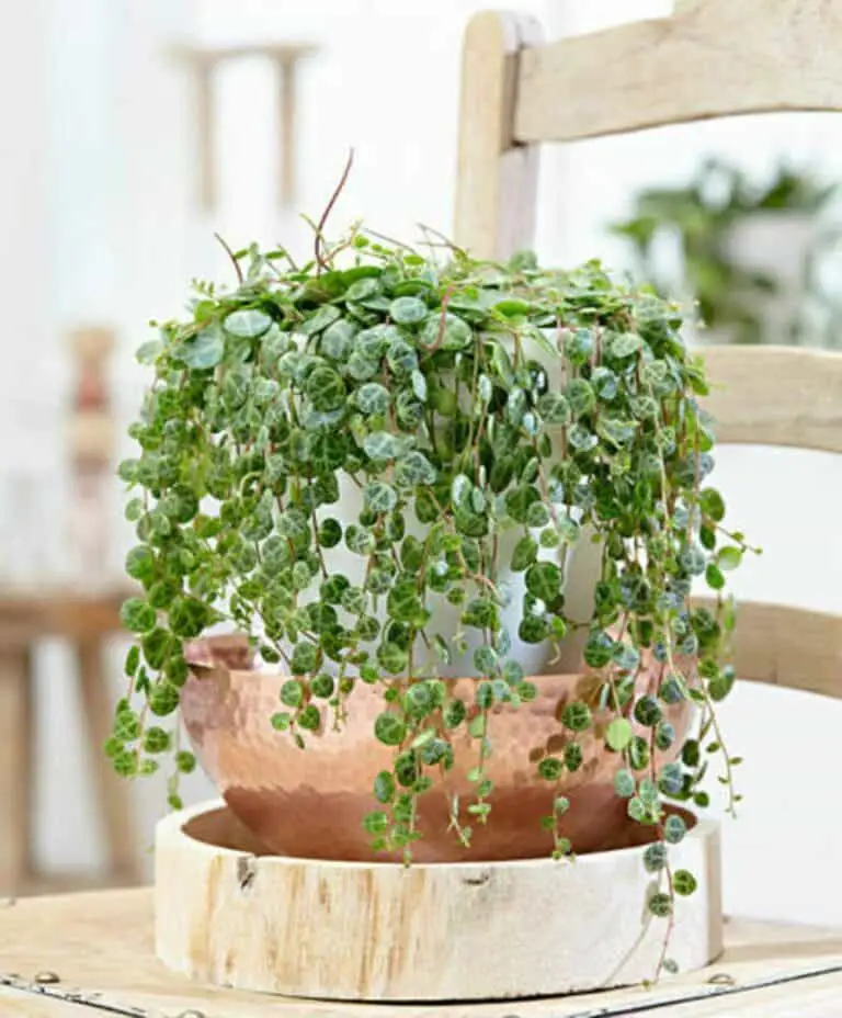 String of Turtles Care: Guide to Repotting, Growing, and Propagation