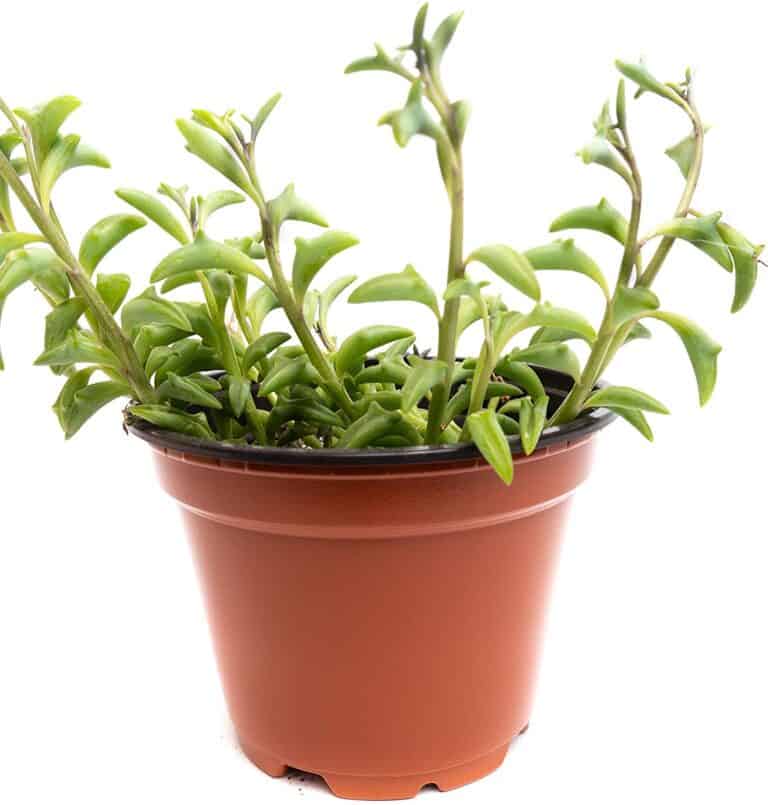 String of Dolphins - How to Grow, Care, Propagate, Repotting