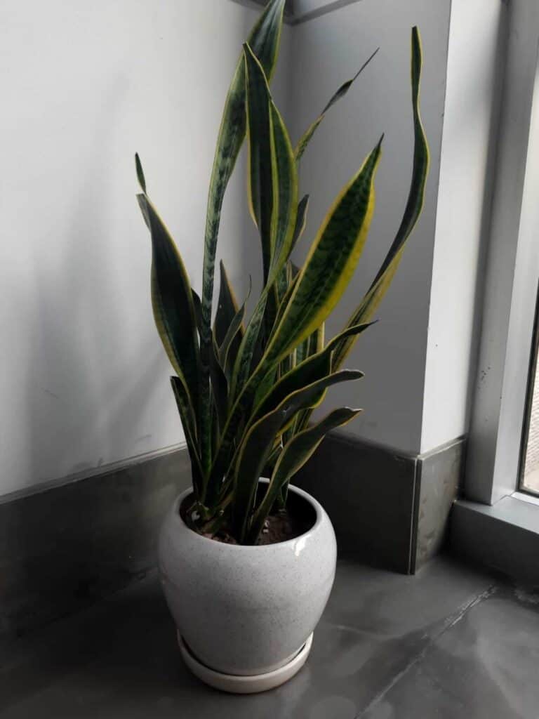 Cuándo regar Sansevieria (planta de serpiente): ¿cuánto, con frecuencia?