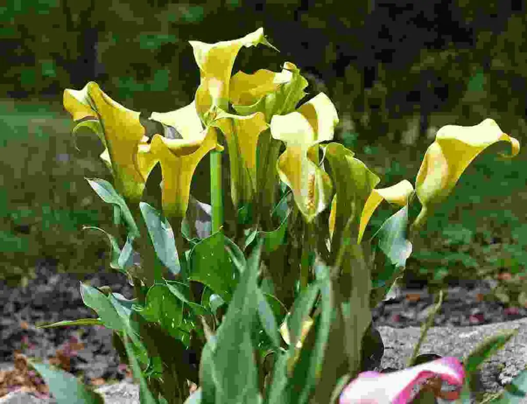 Calla Lily - Cuttings, Propagation, Spreads, Rhizomes(Care)