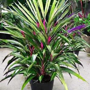 Ti Plant Benefits - Outdoor Care, Uses, Facts About Hawaiian