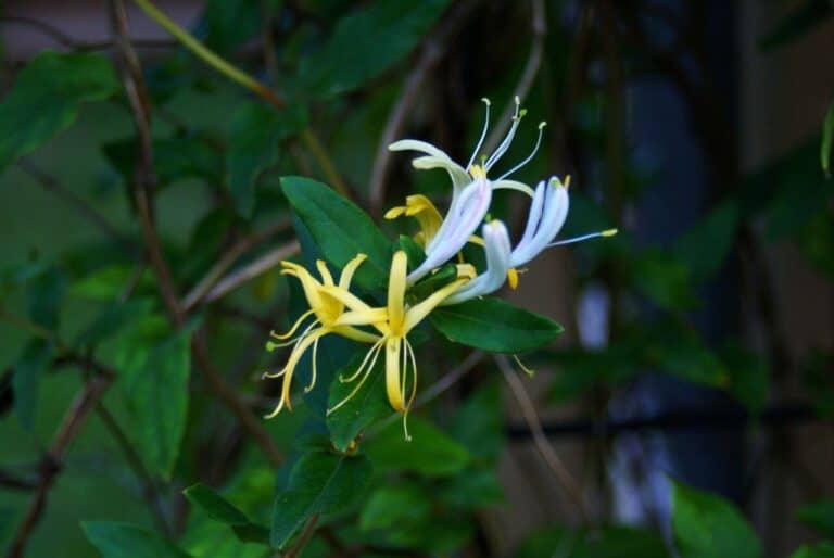 Types of Honeysuckle - Unique & Different Colorful(Varieties)