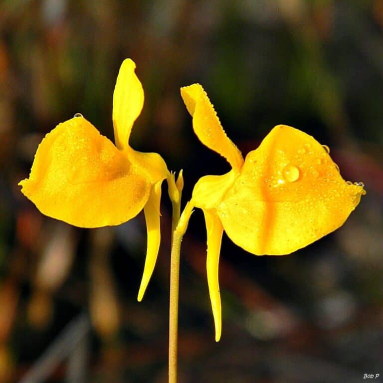 Bladderwort- Adaptations, Uses, Habitats, Eats(Common Plant)