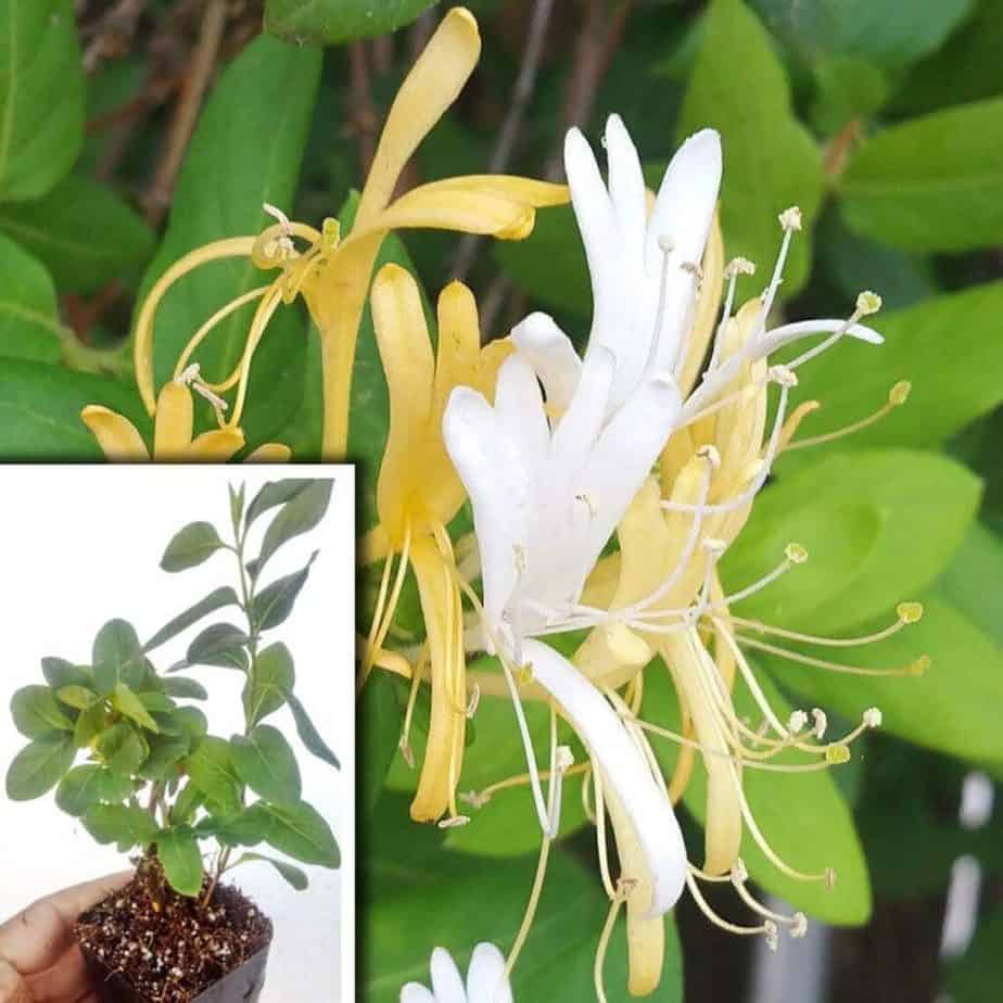 Types of Honeysuckle - Unique & Different Colorful(Varieties)