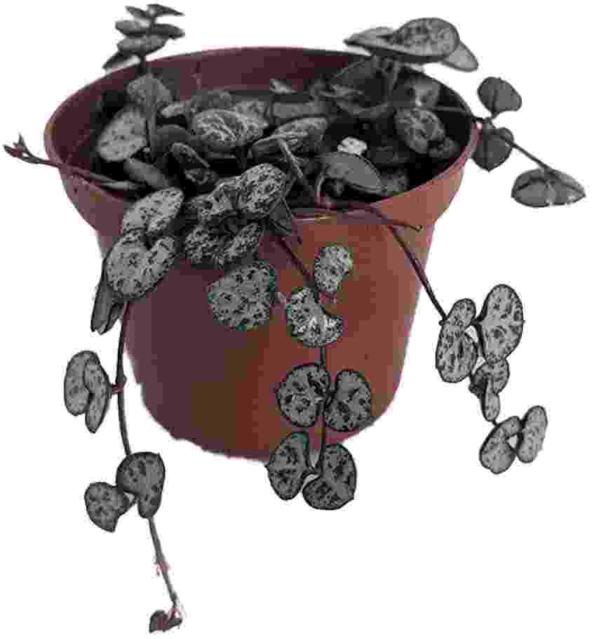How to Care For String of Hearts - Soil, propagation,Tuber,Problems