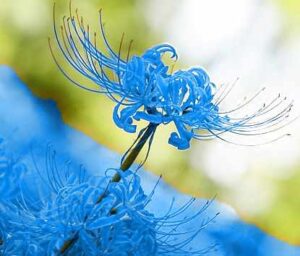The Enigmatic Blue Spider Lily: Symbolism and Meanings Explored