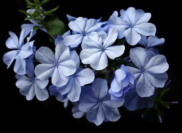 Plumbago - How to Grow, Care, Propagation, Fertilizer(Guide)