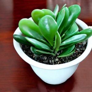 Jade Plant Meaning Spiritual, Gifts, Symbolism, Feng Shui Benefits