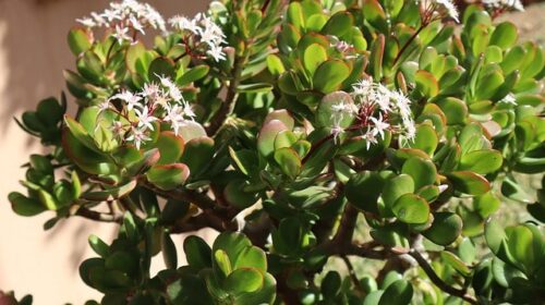Jade Plant Meaning - Symbolism(Spiritual), Feng Shui