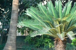 Why is My Sago Palm Turning Yellow? - How to Save it from Dying
