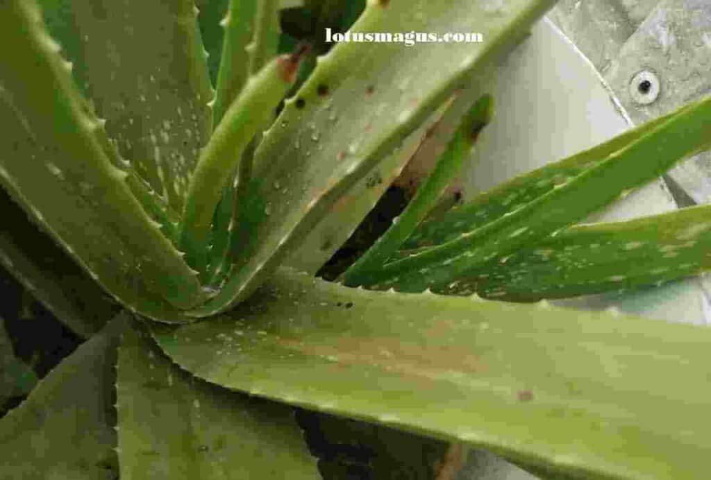 Aloe Vera Flower - What to do, When and How often It Bloom?