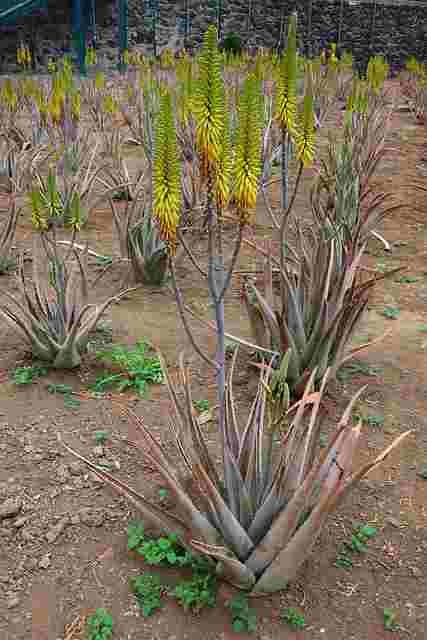 Aloe Vera Flower: What to do, How often It Bloom? Care, Grow (uk)