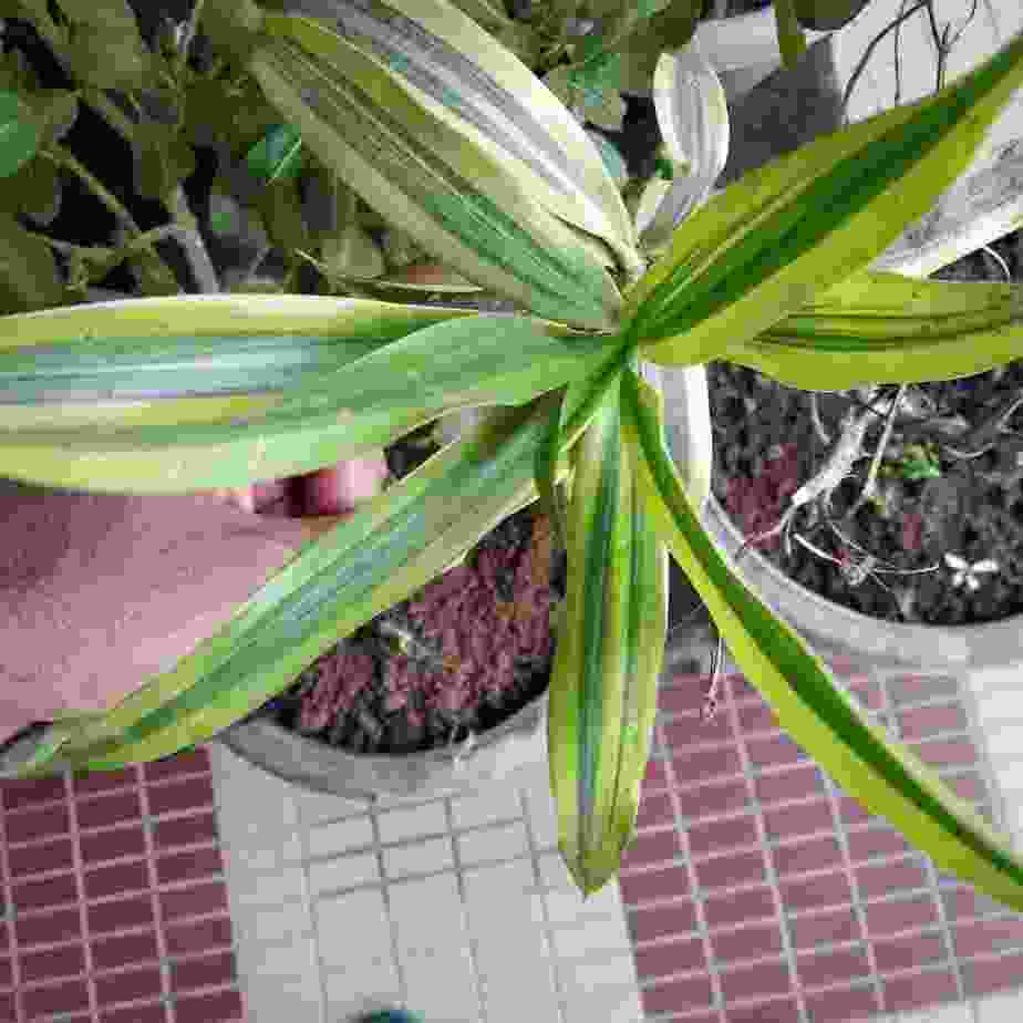 8 Amazing Benefits of Spider Plant: Feng Shui, Spiritual Meaning
