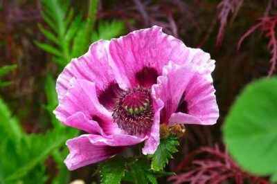 Arti Bunga Poppy - Simbolisme Spiritual, Putih, Oranye, Merah, Biru