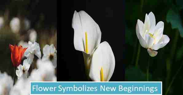 20 Flowers to Symbolize New Beginnings (With Images & Mystery)
