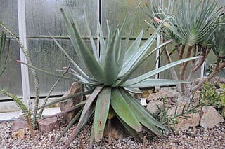 Aloe Vera Plant Varieties - Capitata, Crosbys, More Species Pictures