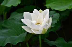 4 Types of Lotus in Buddhism & Buddha Hand Holding Lotus Flower Meaning
