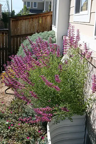 26 flores que comienzan con H (Lista de plantas con flores perennes)