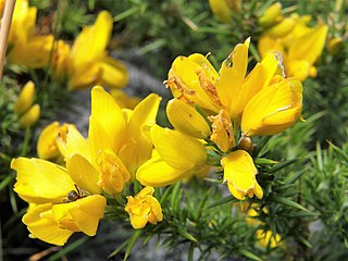 26 flores que comienzan con U y X, plantas del desierto, lista completa