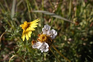26 flores que comienzan con U y X, plantas del desierto, lista completa