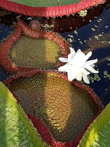 26 flores que comienzan con U y X, plantas del desierto, lista completa