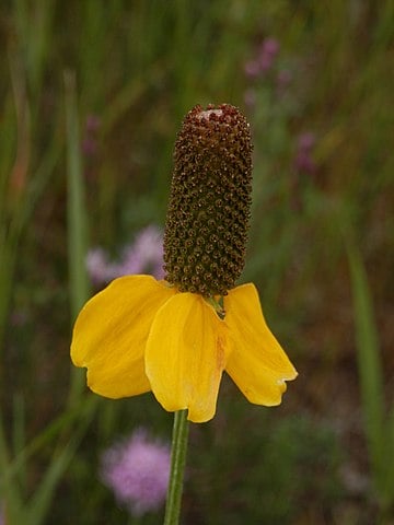 26 flores que comienzan con U y X, plantas del desierto, lista completa