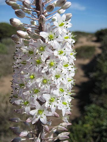 26 flores que comienzan con U y X, plantas del desierto, lista completa