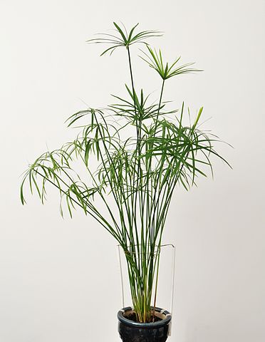 26 flores que comienzan con U y X, plantas del desierto, lista completa