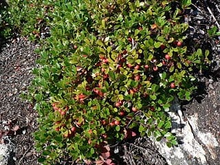 26 flores que comienzan con U y X, plantas del desierto, lista completa