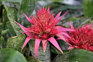 26 flores que comienzan con U y X, plantas del desierto, lista completa
