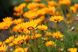 26 flores que comienzan con U y X, plantas del desierto, lista completa
