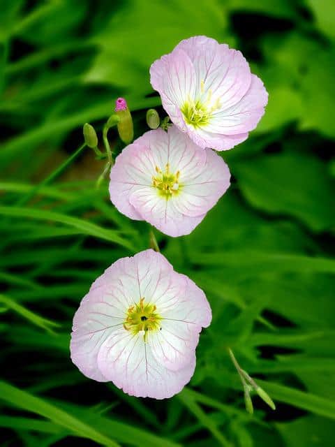 20 Flowers That Mean Love at First Sight