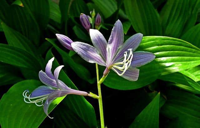 26 flores que comienzan con H (Lista de plantas con flores perennes)
