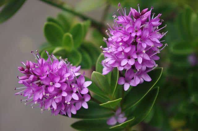 26 Flowers that Start with H (List of Perennial Flowering Plants)