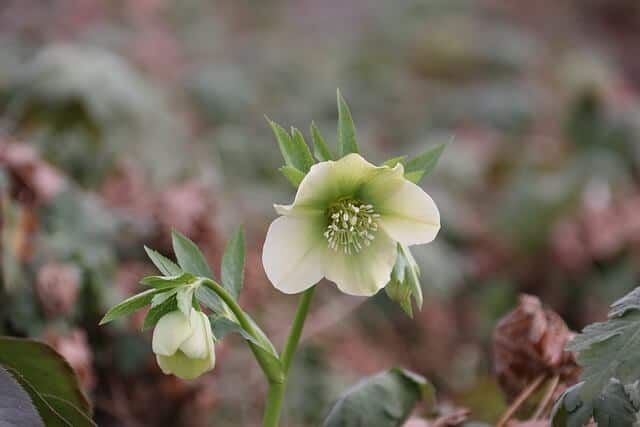 26 flores que comienzan con H (Lista de plantas con flores perennes)
