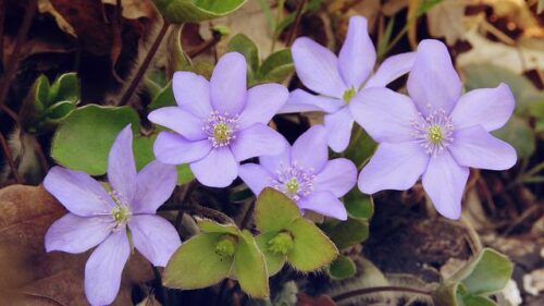 26 flores que comienzan con H (Lista de plantas con flores perennes)