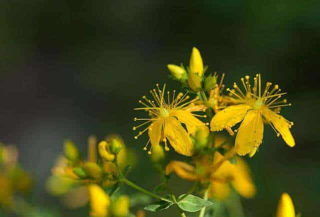 26 flores que comienzan con H (Lista de plantas con flores perennes)
