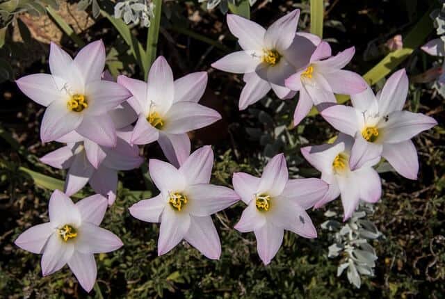 26 flores que comienzan con H (Lista de plantas con flores perennes)