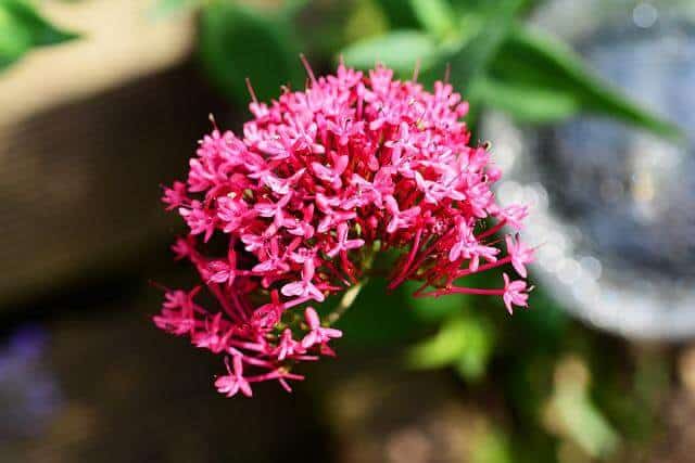 26 Flowers that Start with H (List of Perennial Flowering Plants)