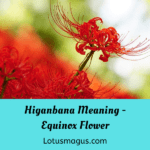 Significado, simbolismo, cultura japonesa y belleza de Higanbana