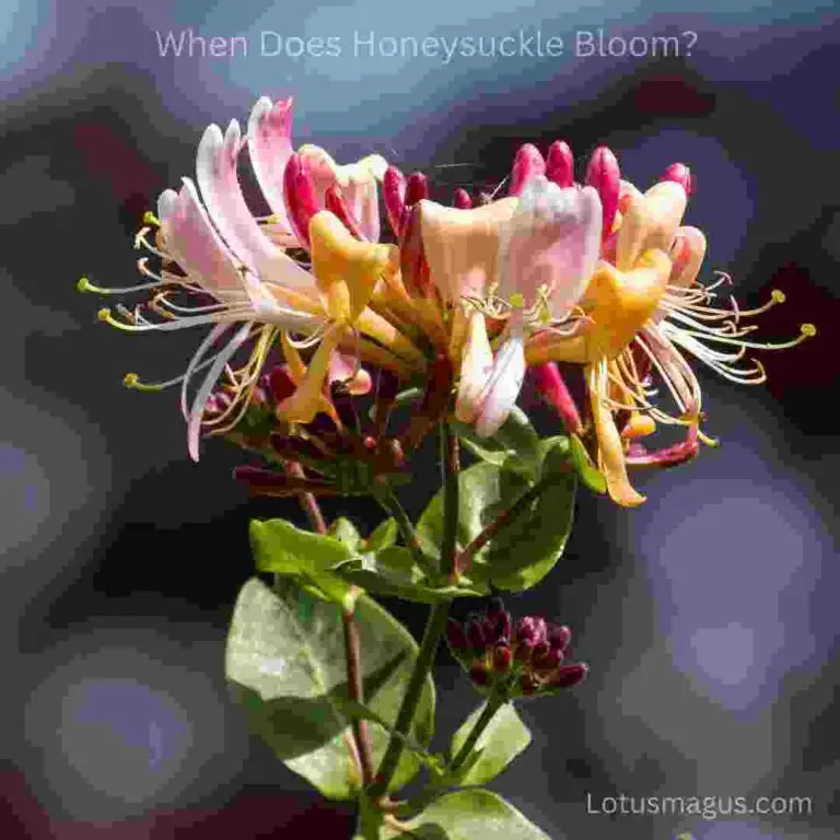 Types of Honeysuckle - Unique & Different Colorful(Varieties)