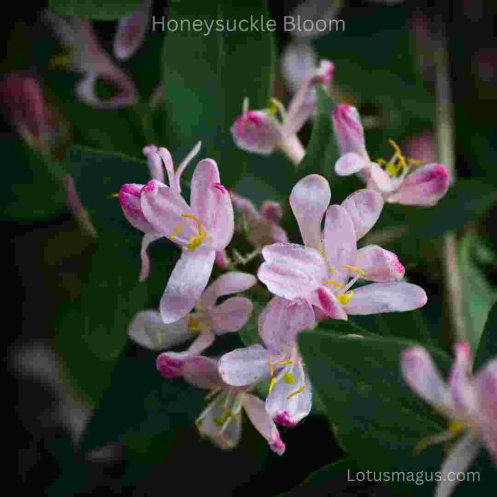 Types of Honeysuckle - Unique & Different Colorful(Varieties)