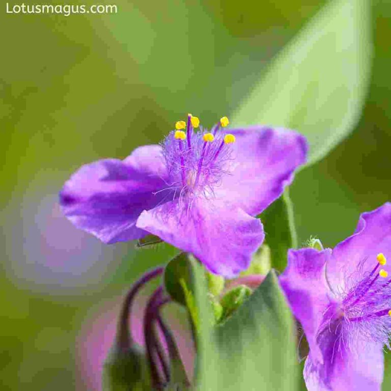 Purple Heart Flower - Growing, Caring, About Tradescantia pallida