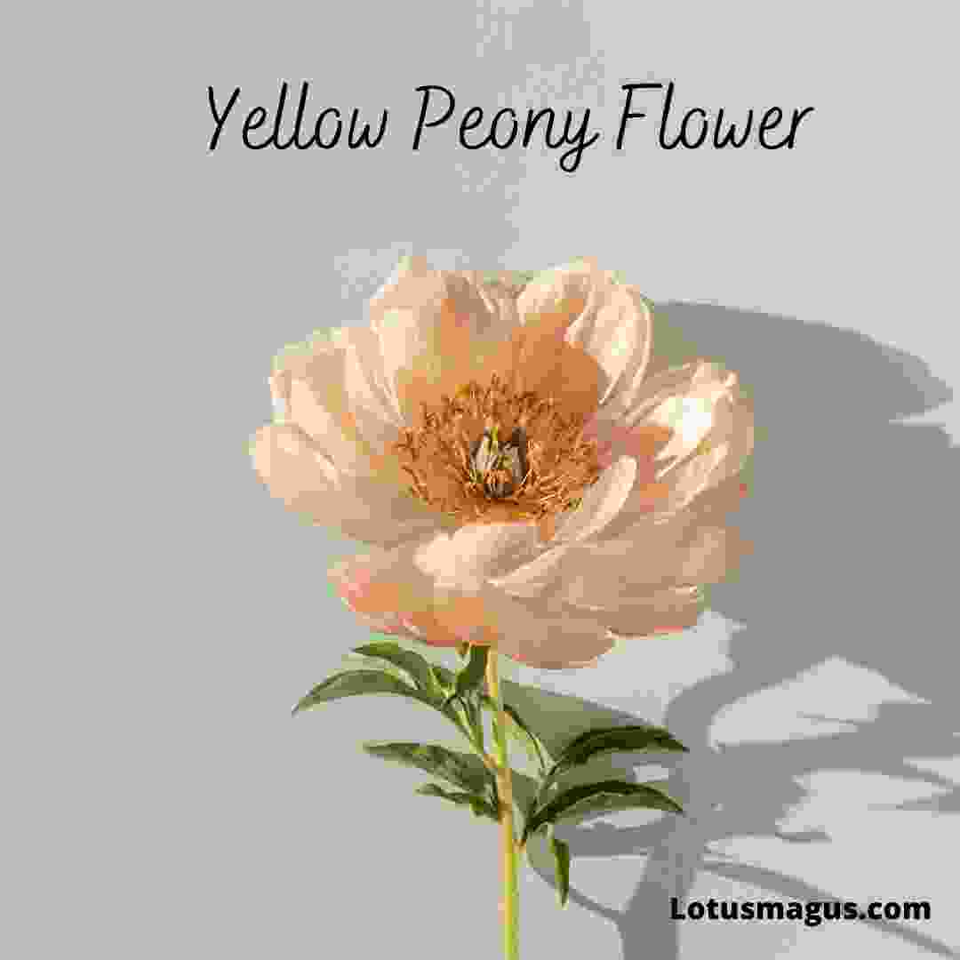 Peony Flower - Meaning, Symbolism, Tattoo, Colors, Biblical 2022