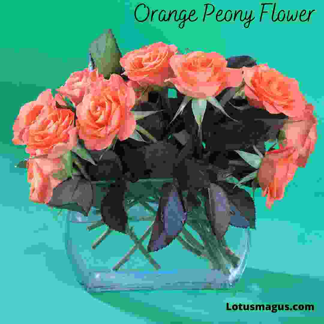 Biblical Meaning of Peony, Spiritual Symbolism, Colors (Blue, Orange ...