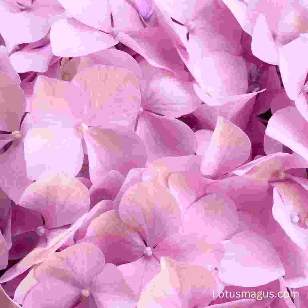 Hydrangea Meaning And Symbolism (Language, Colors)