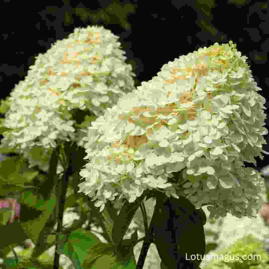 Hydrangea Meaning And Symbolism (Language, Colors)