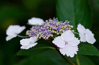 Hanakotoba: The Secret Language of Flowers in Japanese Culture